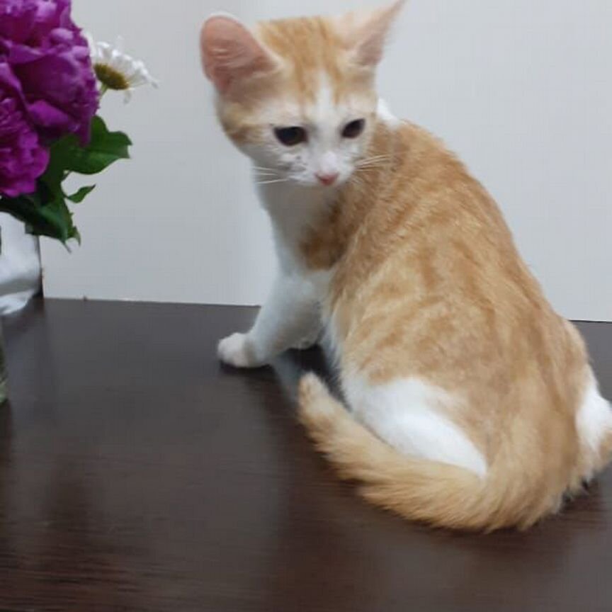 Котёнок Маврик