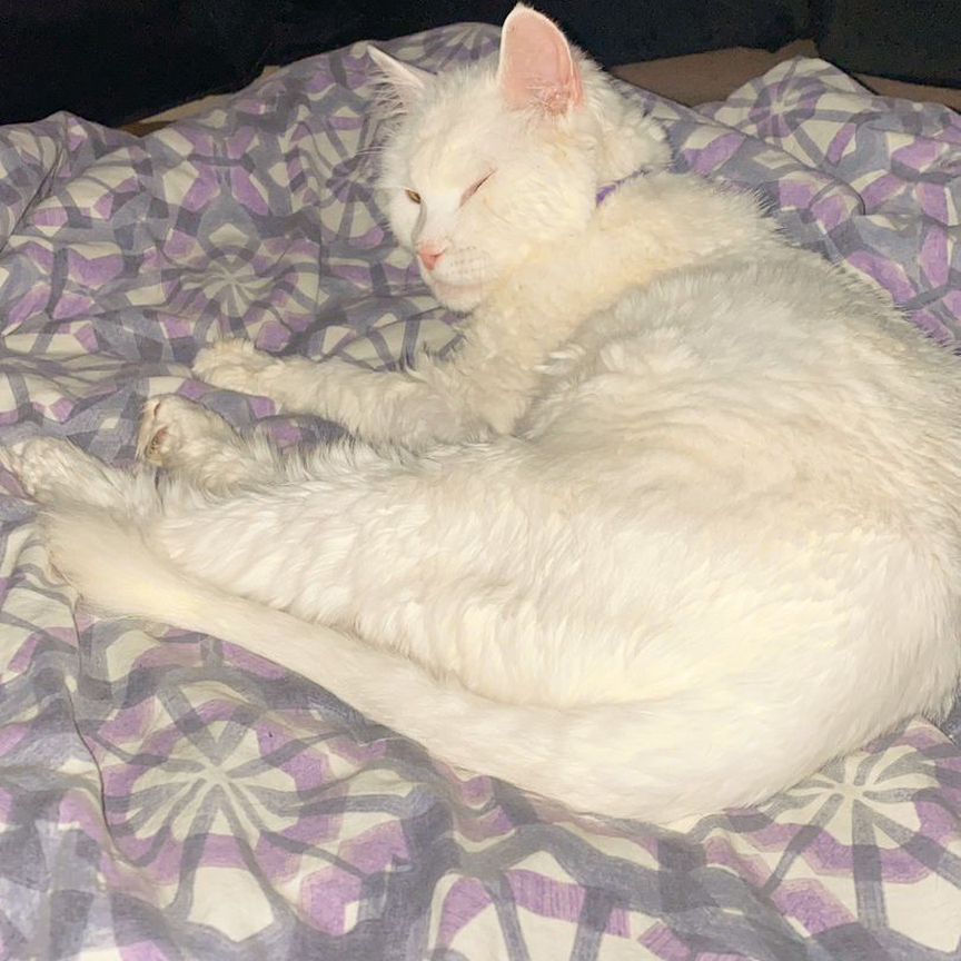 Котик