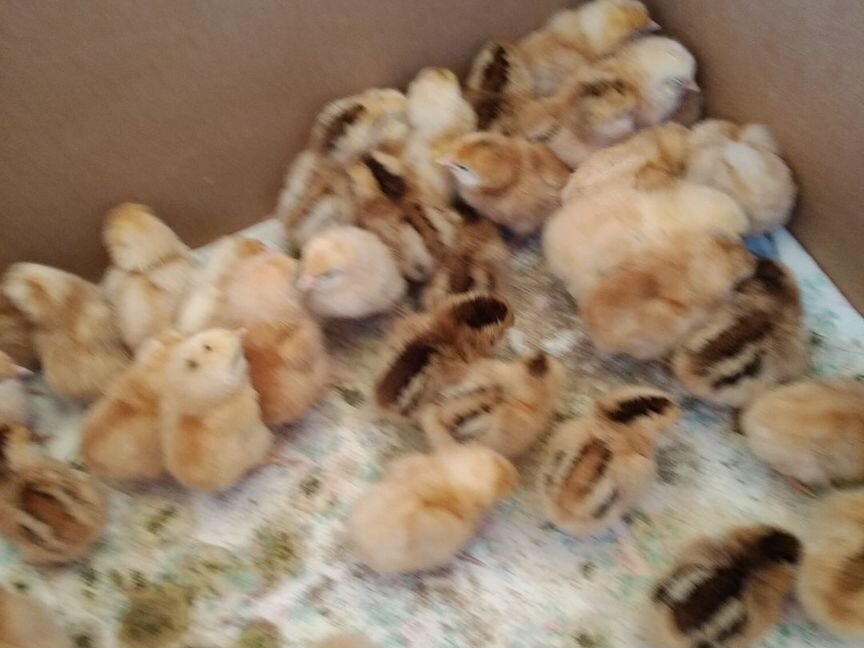 Цыплята несушки суточные