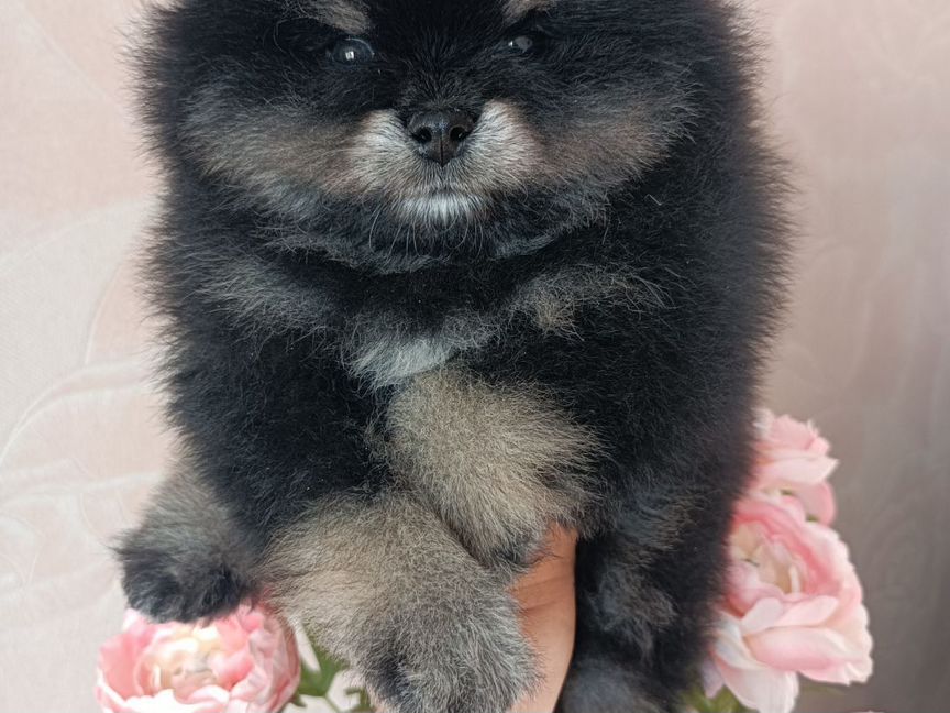 Девочка из пит-ка Королевский Шик