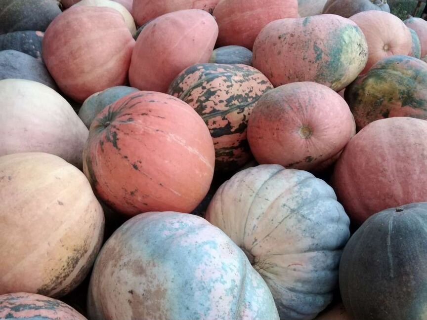 Кабак кормовой