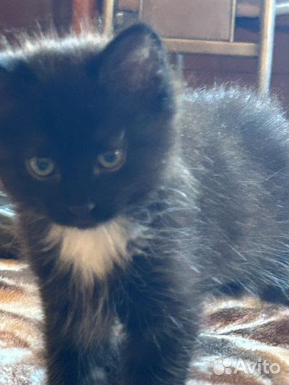 Котик мальчик черный с оттенком шоколада