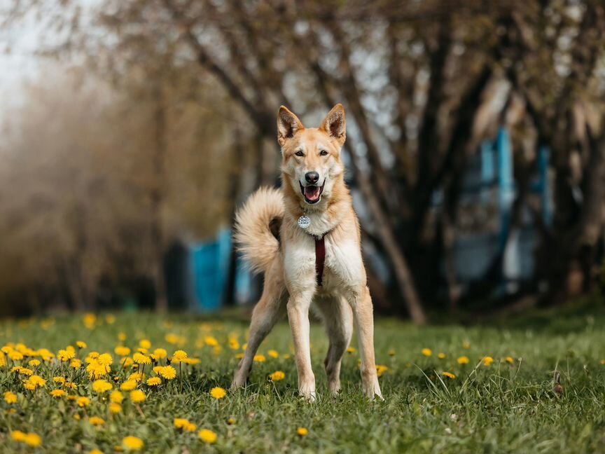 Очаровательный пес ищет дом