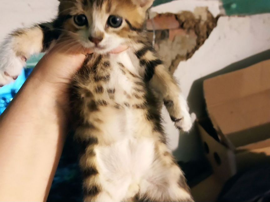 Кот и кошечка