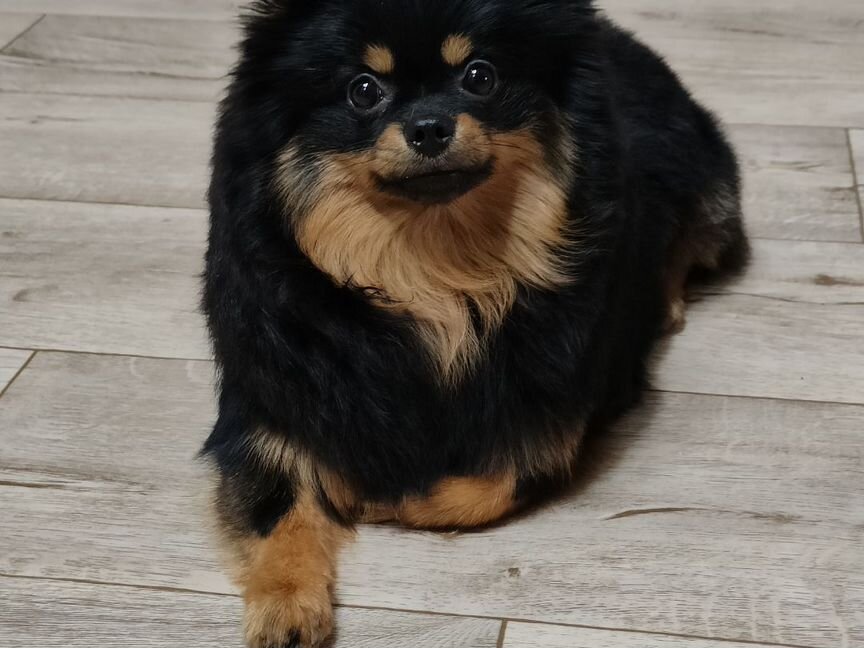 Вязка кобель шпиц