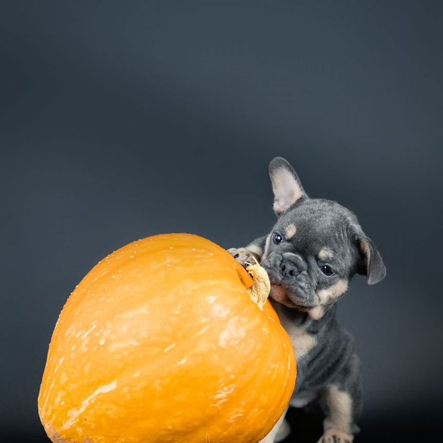 Французский бульдог