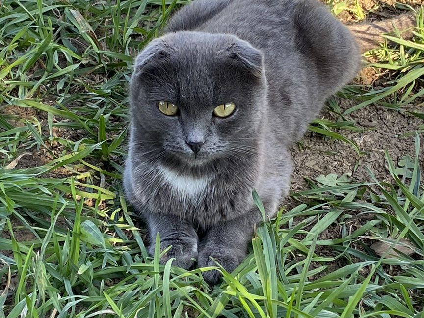 Кошка вислоухая