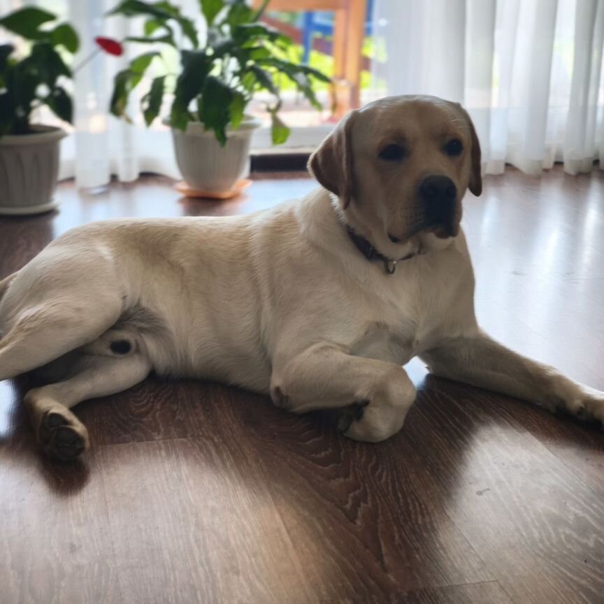 Лабрадор-ретривер, взрослая собака