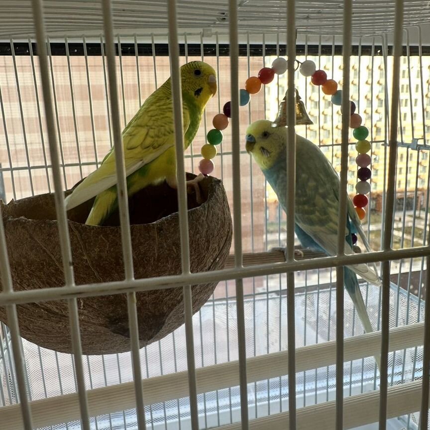 Волнистый попугай