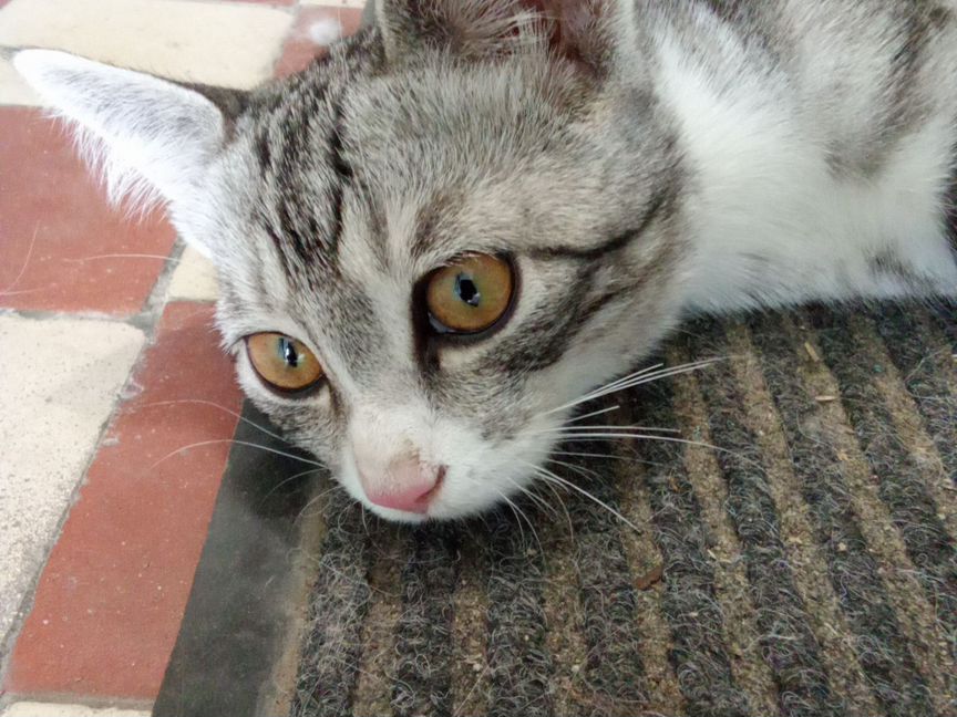 Котёнок смесь с шотландской породой