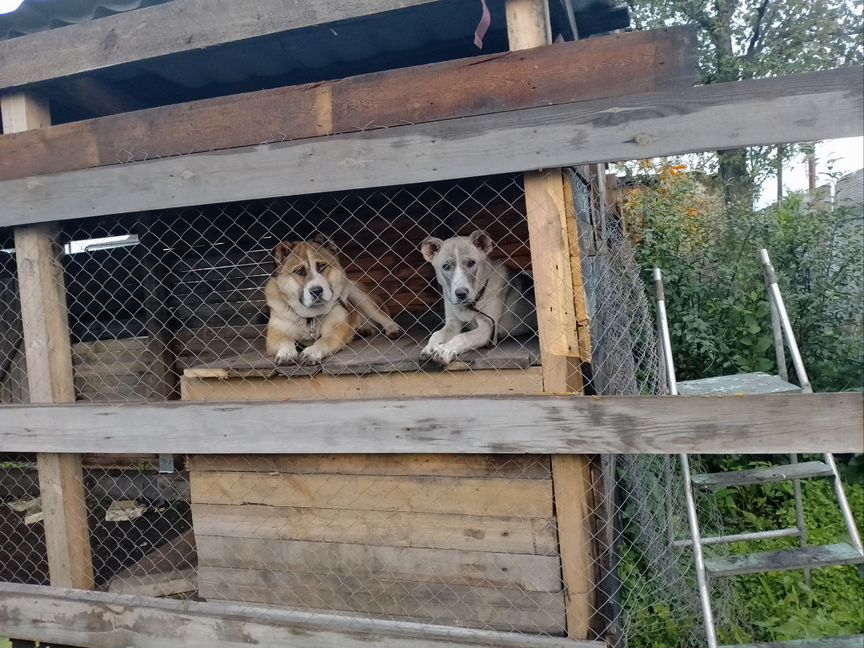 Алабай в дар