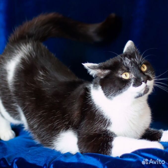 Кот Ганс, 4 года