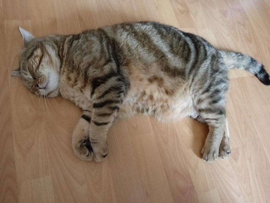 Кот