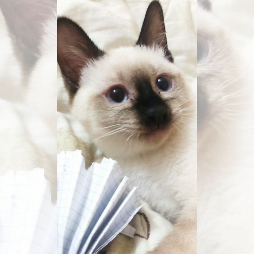 Меконгский бобтейл котёнок
