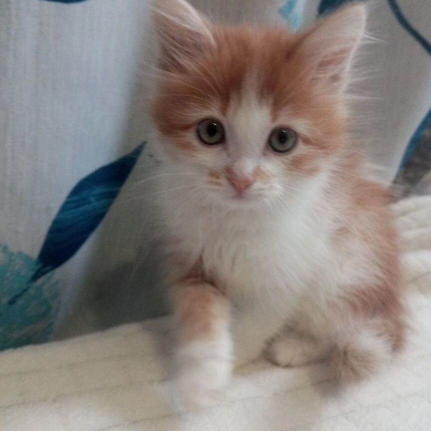 Котята в добрые руки от домашней кошки