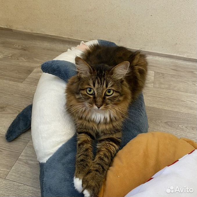 Кошки курильский бобтейл