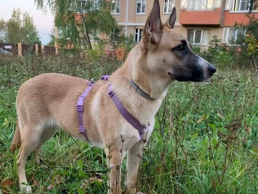 Собачка в добрые руки