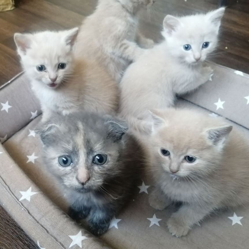 Продам котят