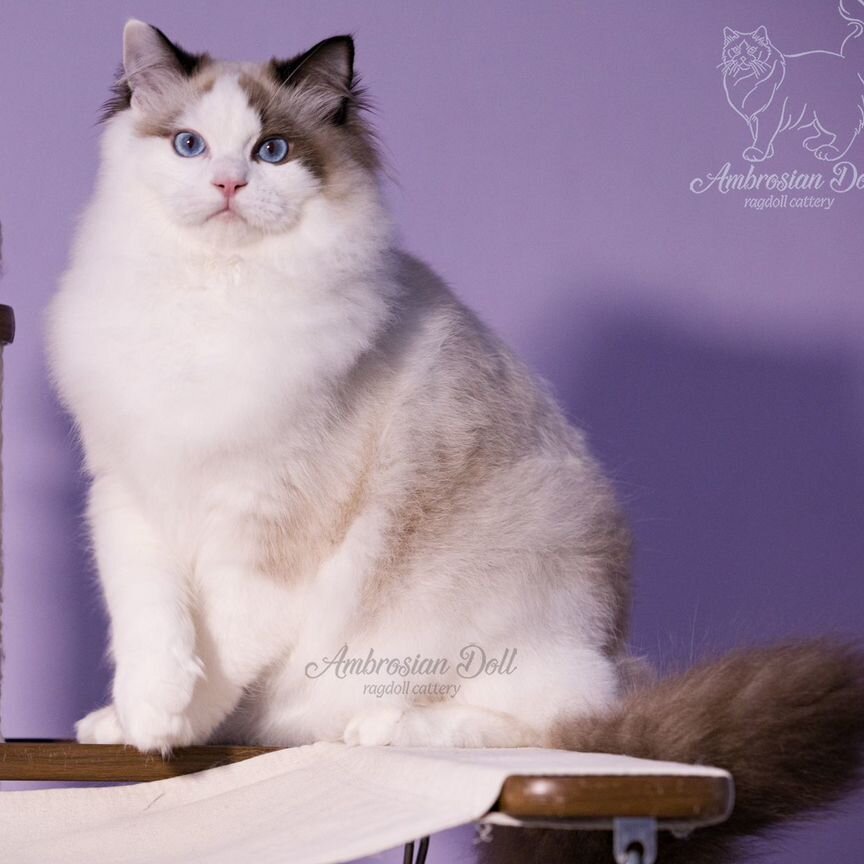 Рэгдолл котята москва