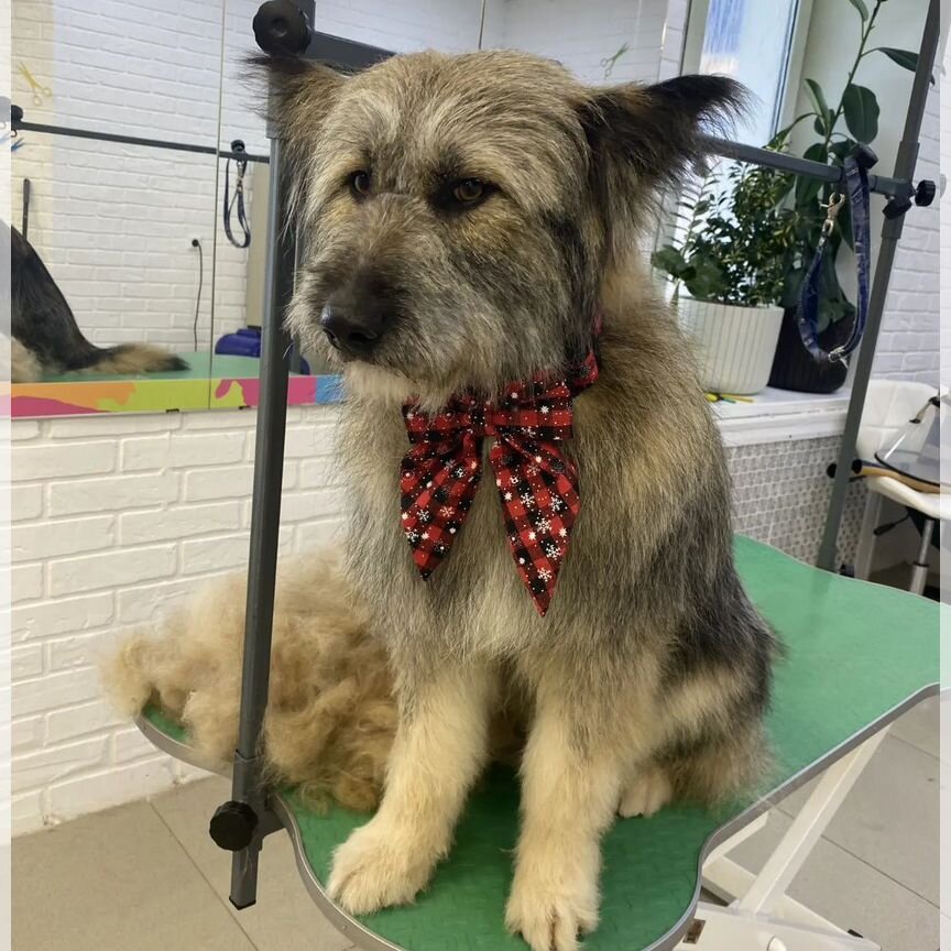 Взрослый пёс в добрые руки