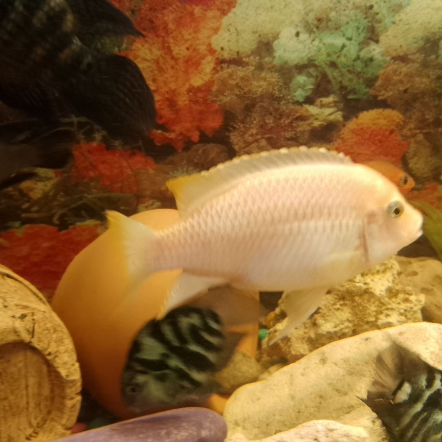 Псевдоферус -зебра