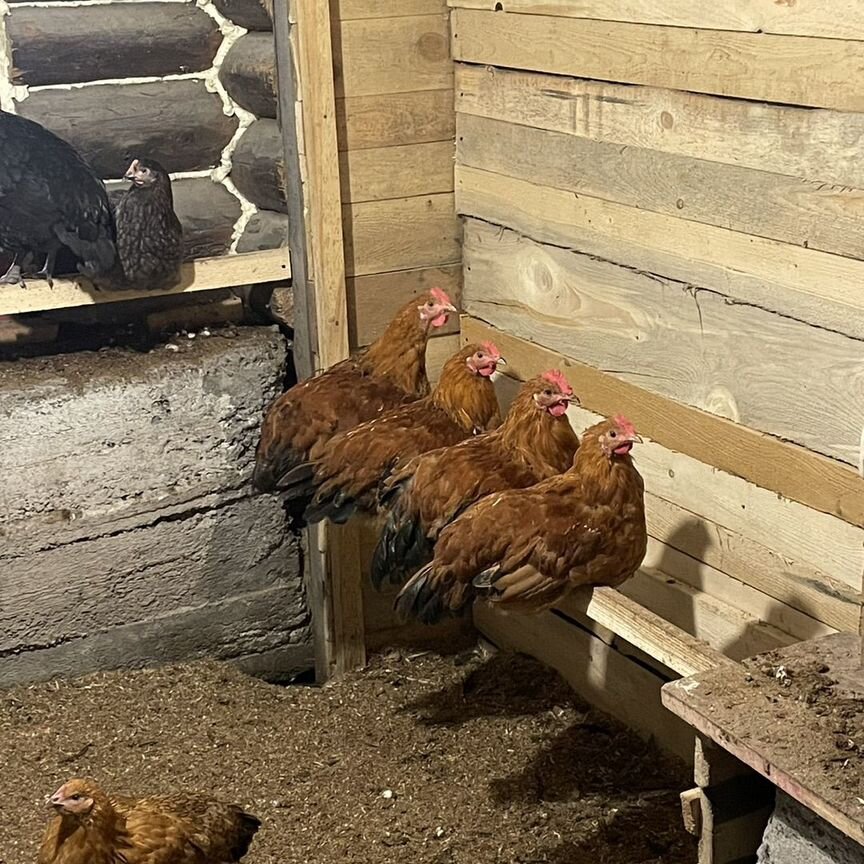 Петух кученской юбилейной