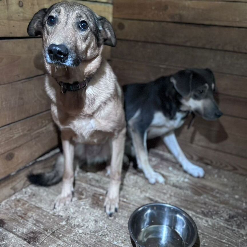 Собаки хотят гулять и кушать