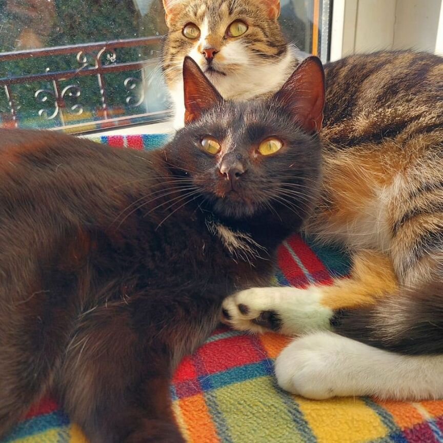 Замурчательные котики в дар