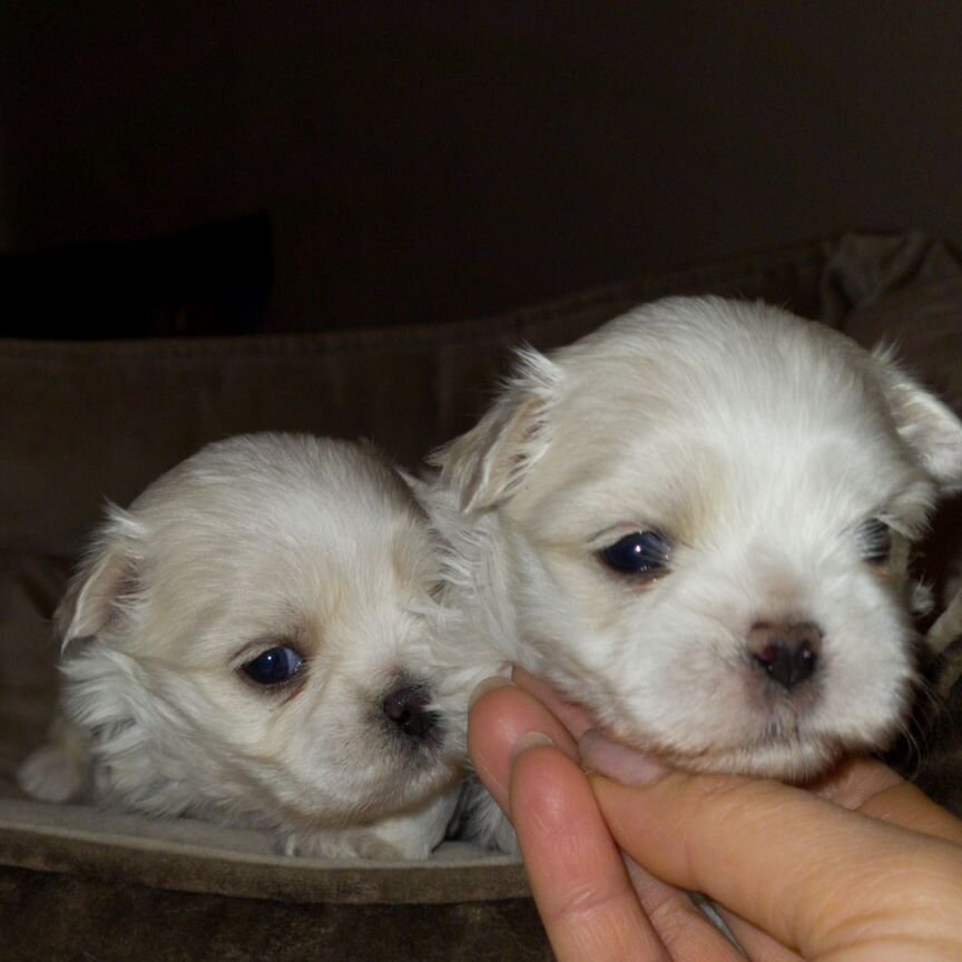 Продам малышей мальтезе