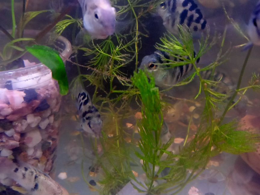 Аквариумные рыбки