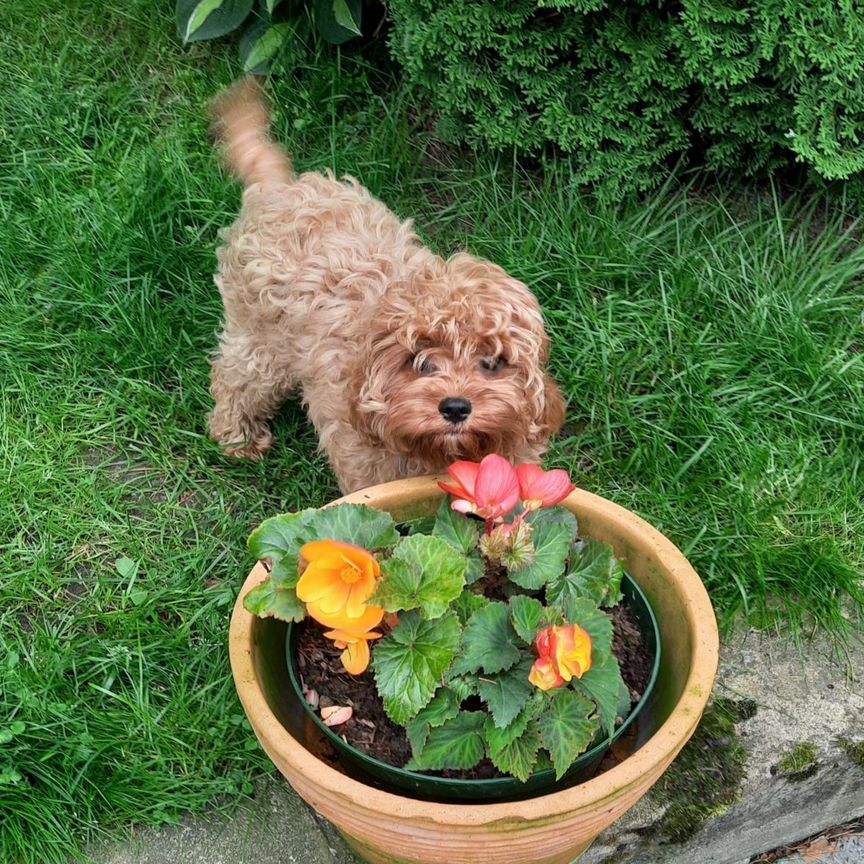 Кавапу, девочки