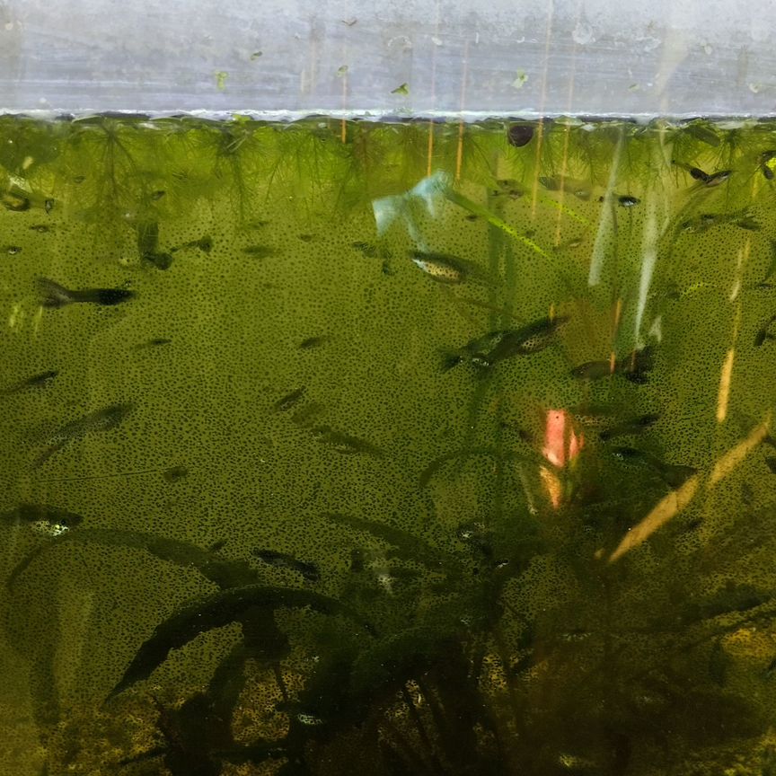 Мальки и самки гуппи