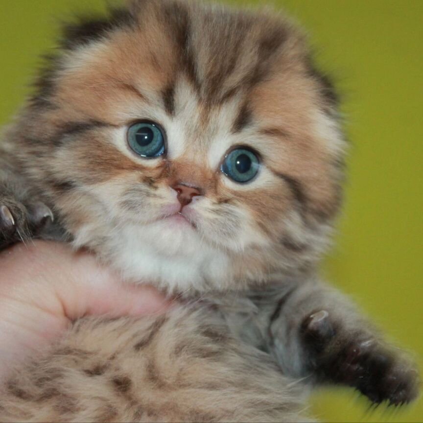 Золотые зеленоглазые медвежата