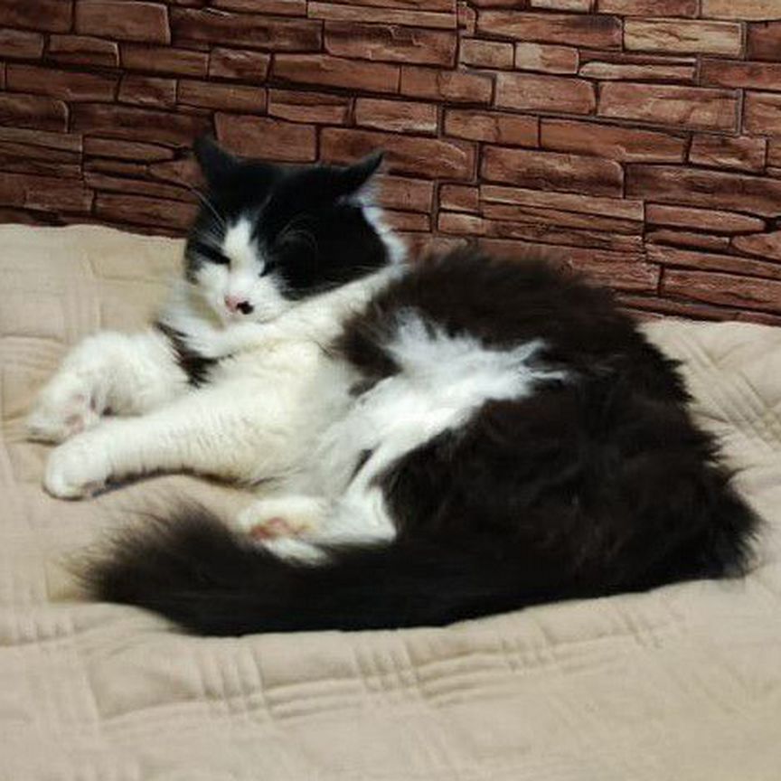 Кот в добрые руки. 3 года