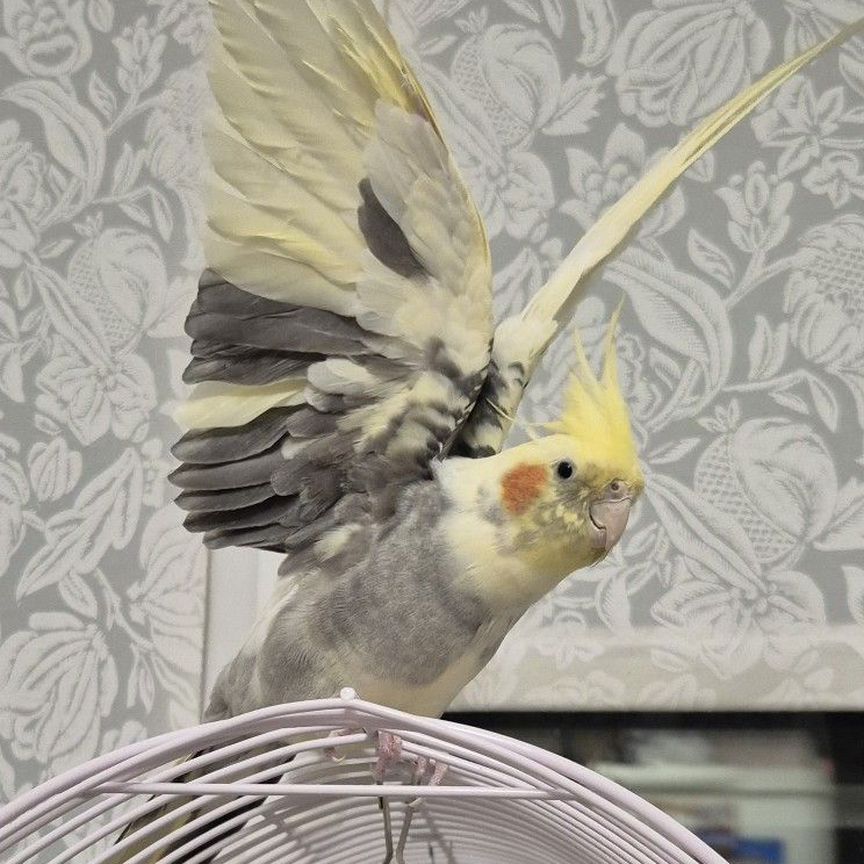 Попугай корелла мальчик