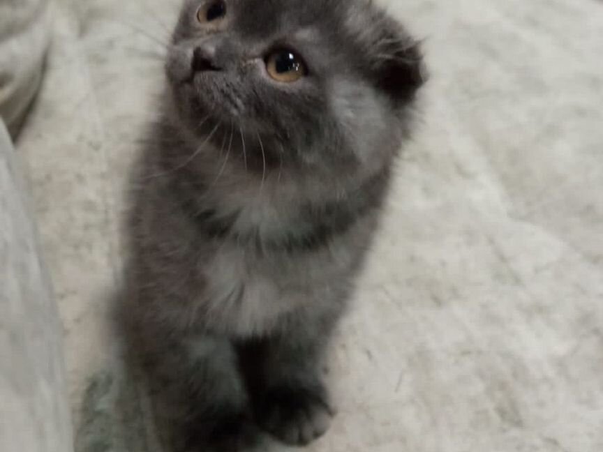 Шотландская