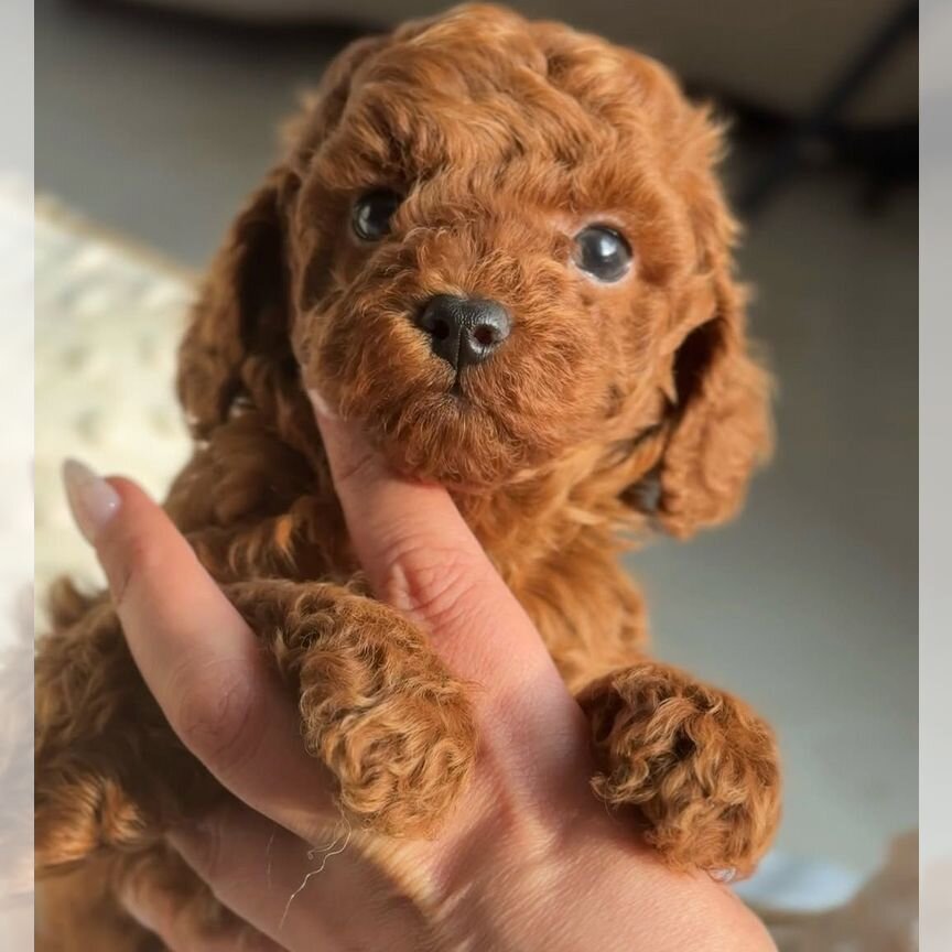 Той-пудель, щенок