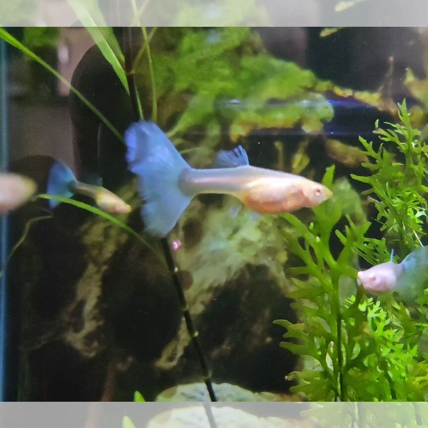 Гуппи Sky Blue Albino