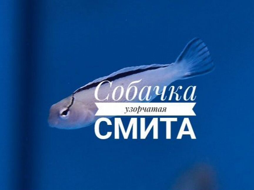 Собачка узорчатая Смита, L(морская рыба в наличии)