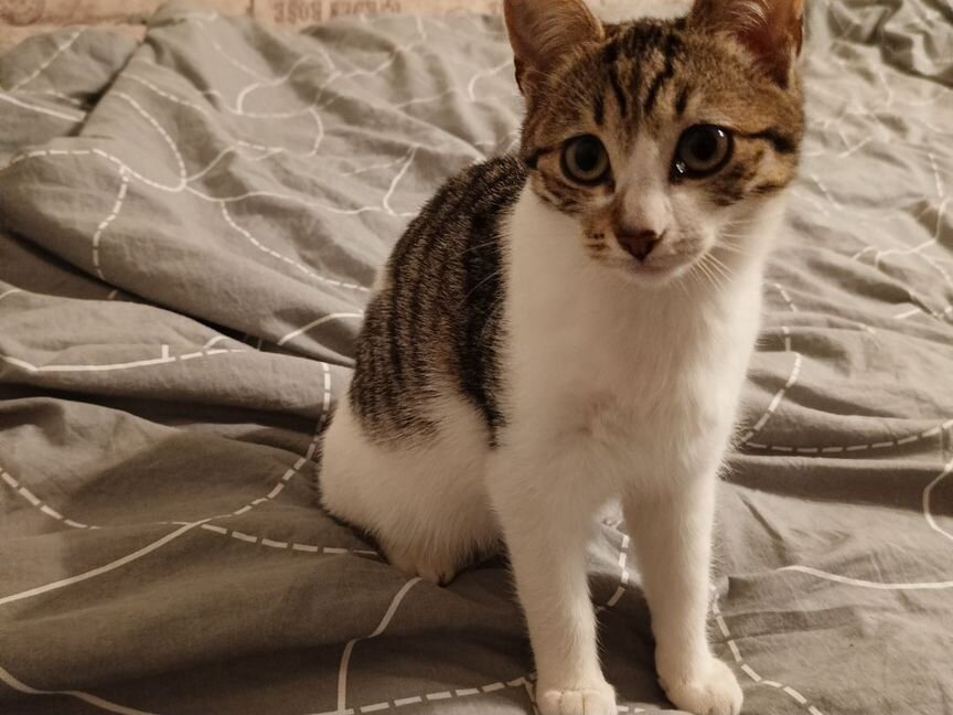 Найдена кошка в дар