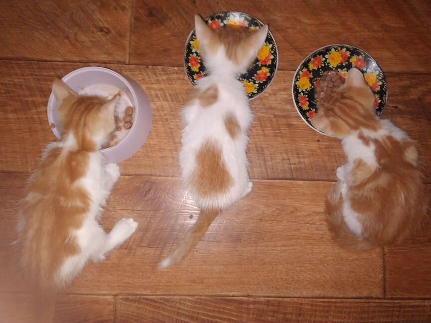 Котята в добрые руки (3 котёнка)