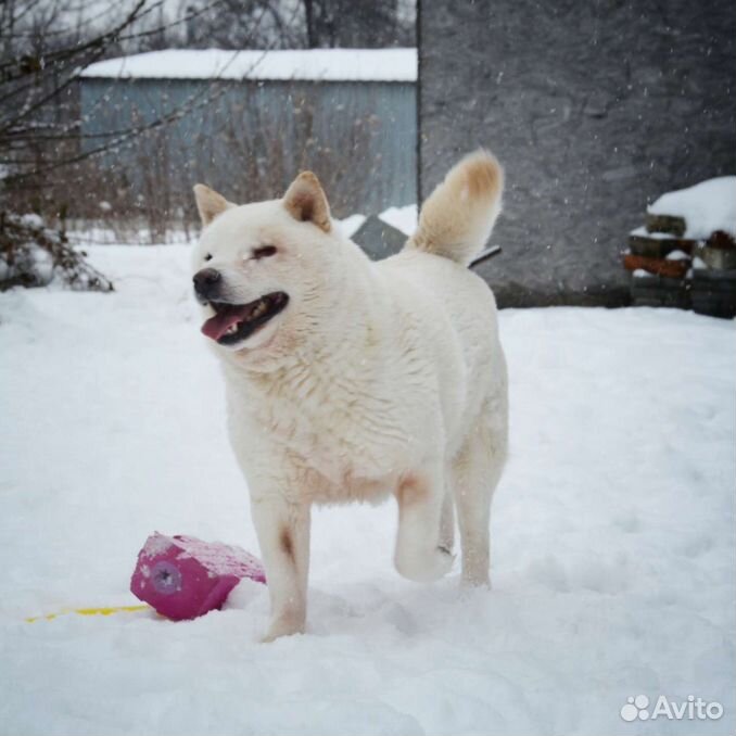 Отдам Сиба ину (шиба)