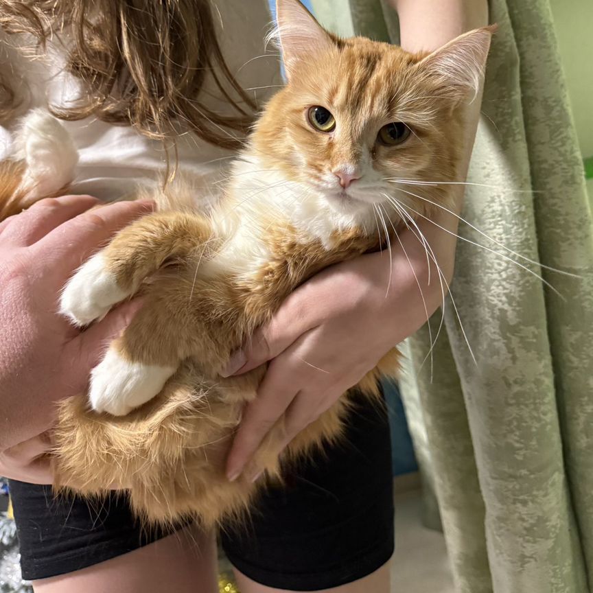 Сибирская, взрослая кошка