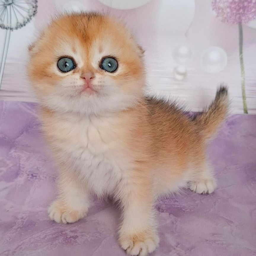 Яркая золотая кошечка