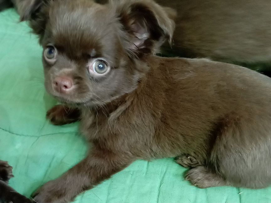 Пупсы невероятной красоты