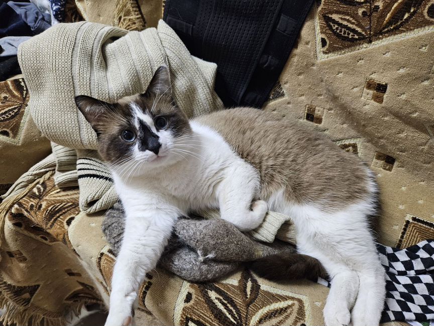 Тайский сиамский кот