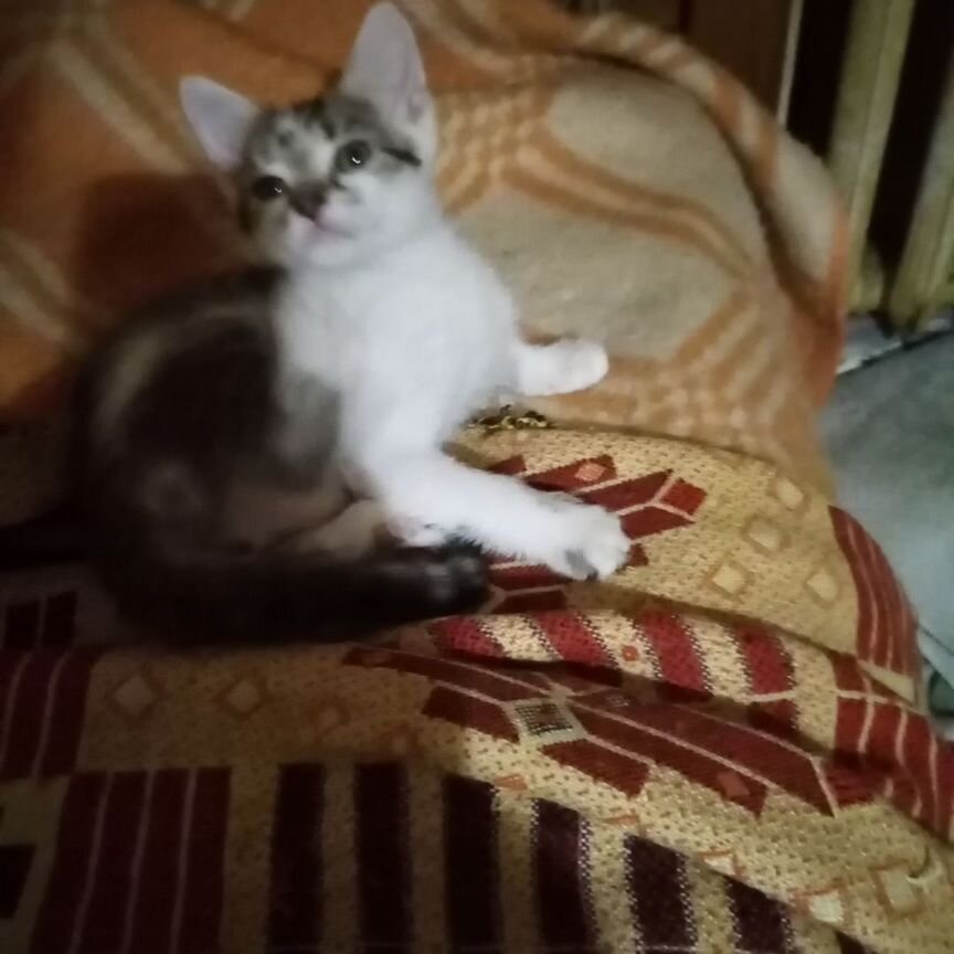 Девочка кошечка в добрые руки