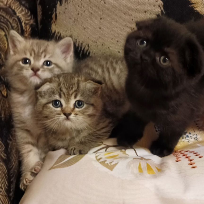 Шотландские вислоухие котята
