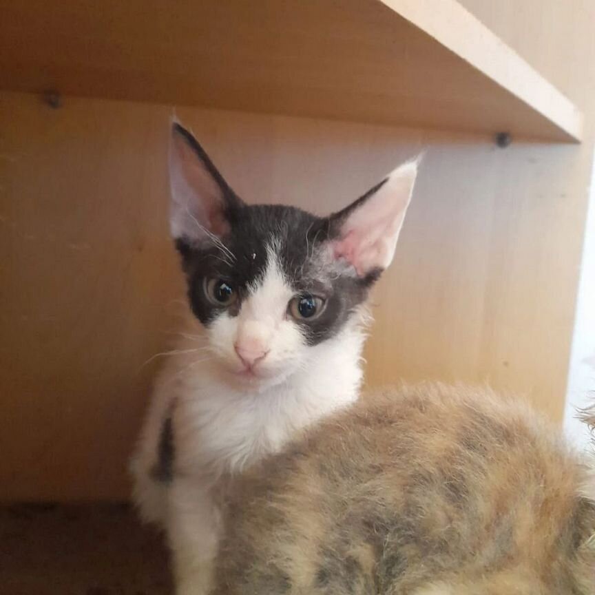 Котенок девочка сфинкс браш ищет дом