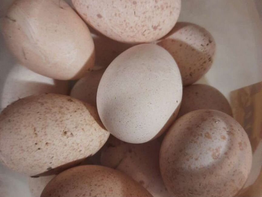 Индюшиное яйцо